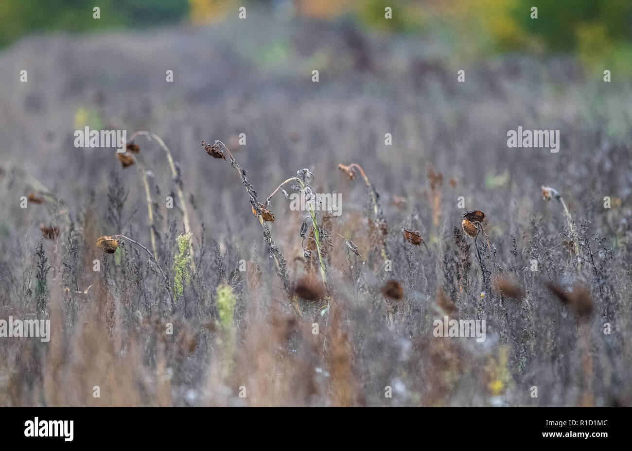 A field of dead sunflower plants Stock Photo - Alamy