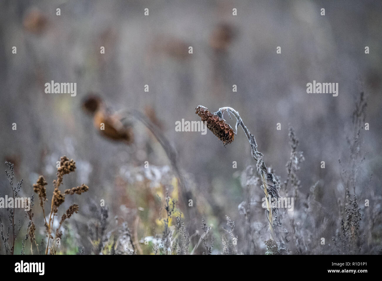 A field of dead sunflower plants Stock Photo - Alamy