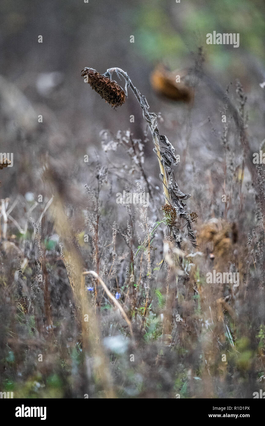 Decaying sunflower hi-res stock photography and images - Alamy