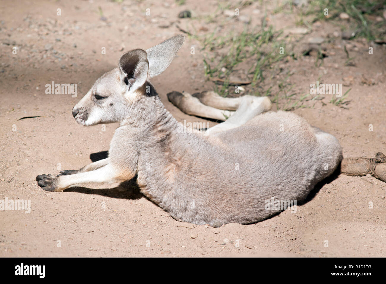 Red and grey kangaroo hi-res stock photography and images - Alamy