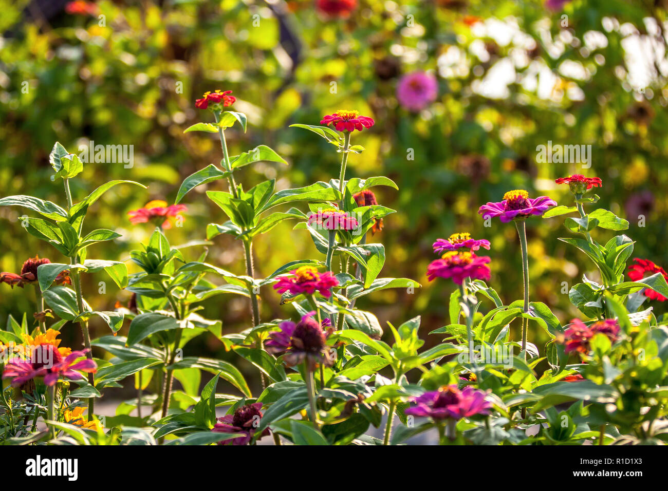 Colorful flowers in garden closeup Stock Photo - Alamy