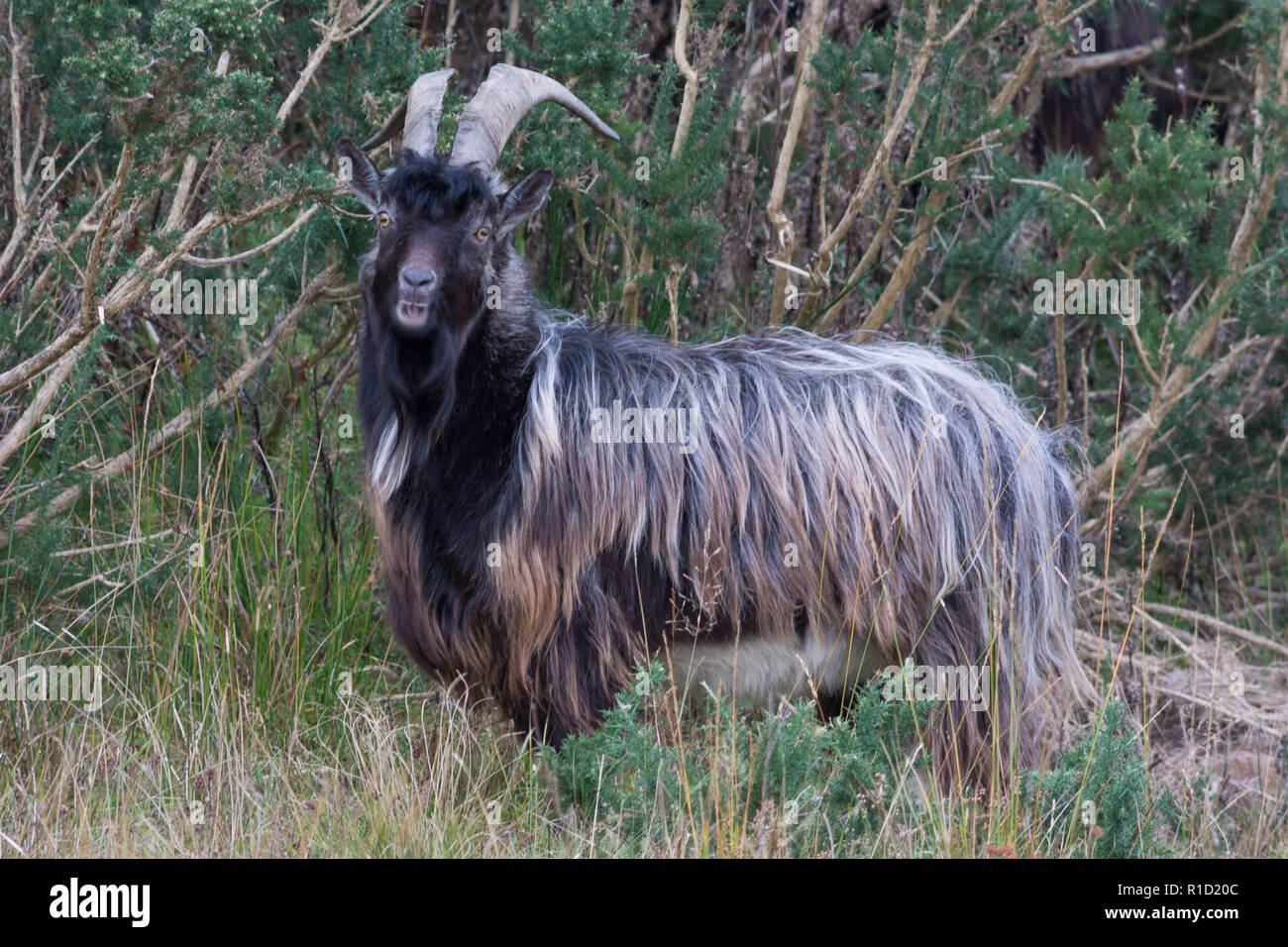 Wild Goats at Dundonnell, Wester Ross, Scotland, United Kingdom Stock ...