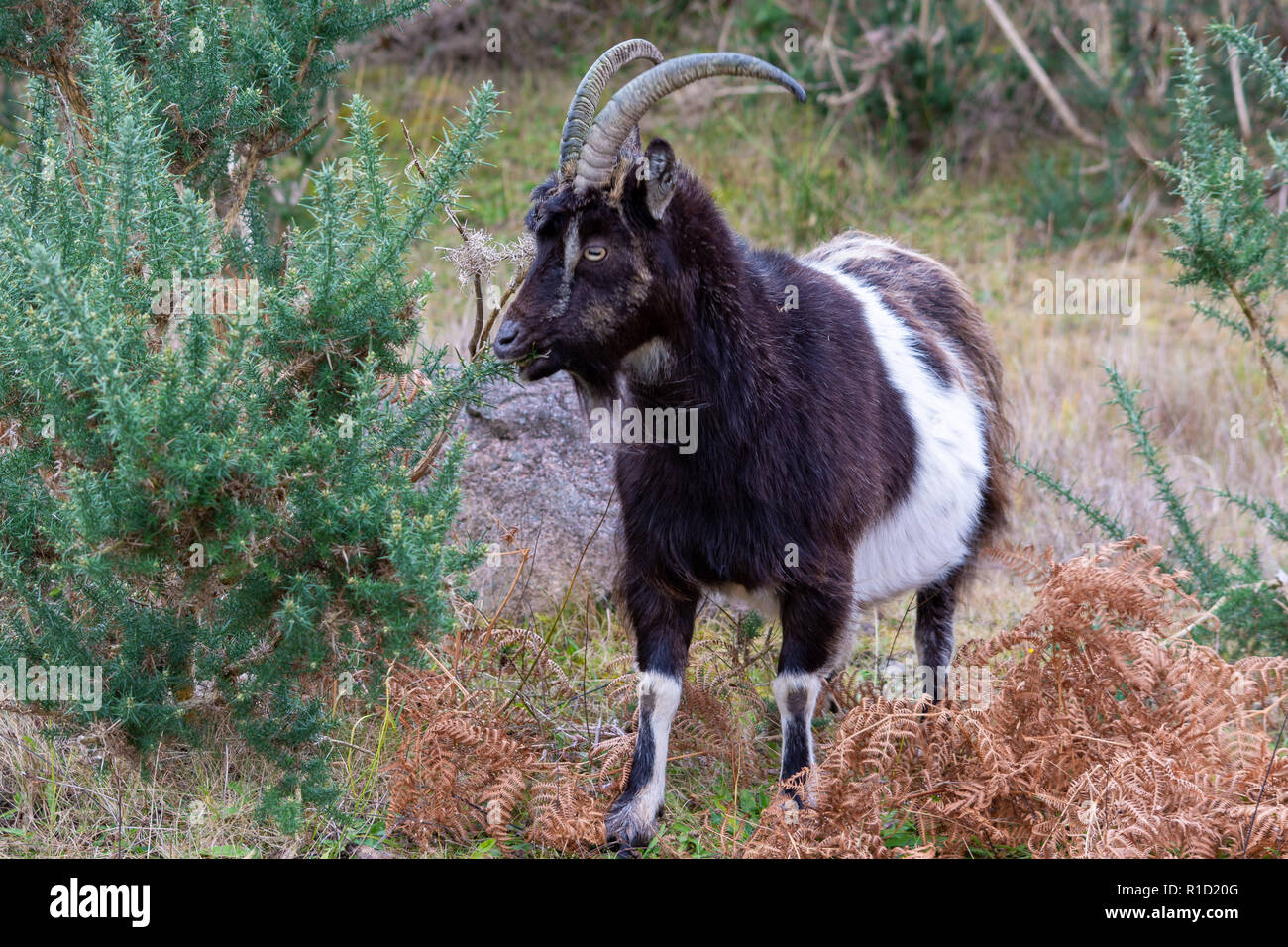 Wild Goats at Dundonnell, Wester Ross, Scotland, United Kingdom Stock ...
