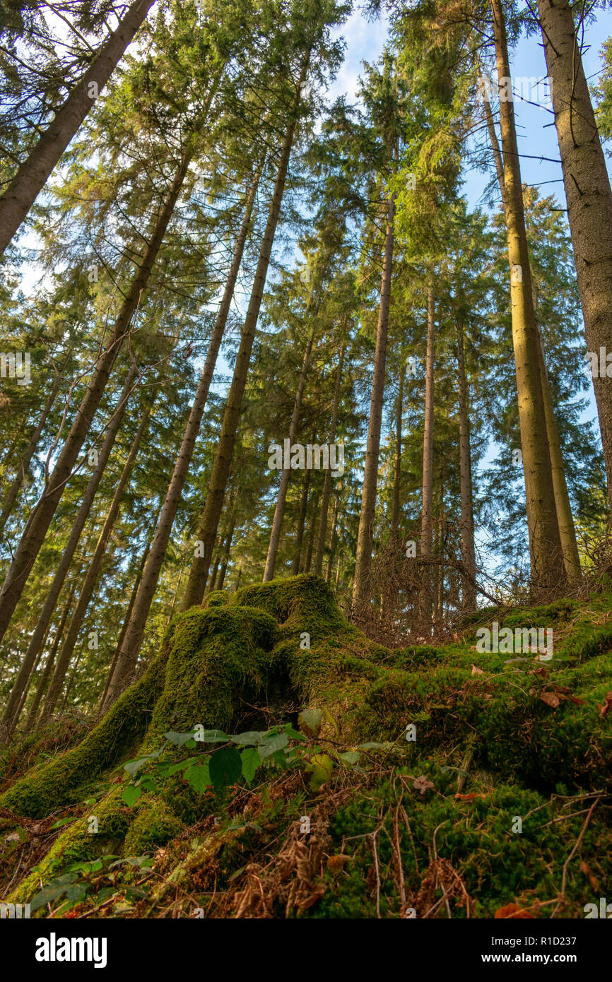 Deep in the forest in Wasserfall, Sauerland, Germany Stock Photo - Alamy