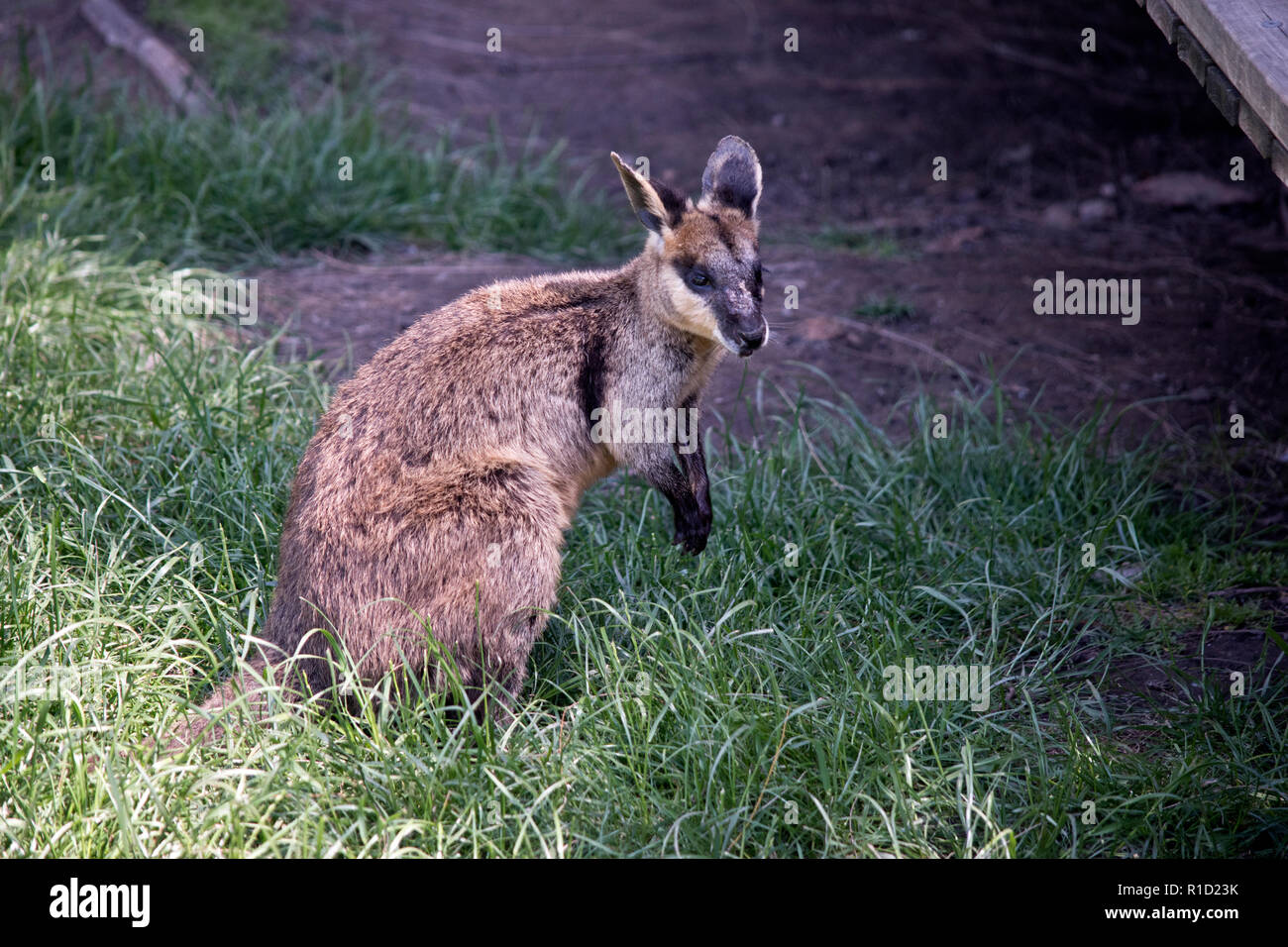 the swamp wallaby is in a grassy paddock Stock Photo - Alamy