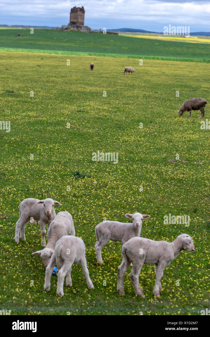 Medieval Sheep High Resolution Stock Photography and Images - Alamy