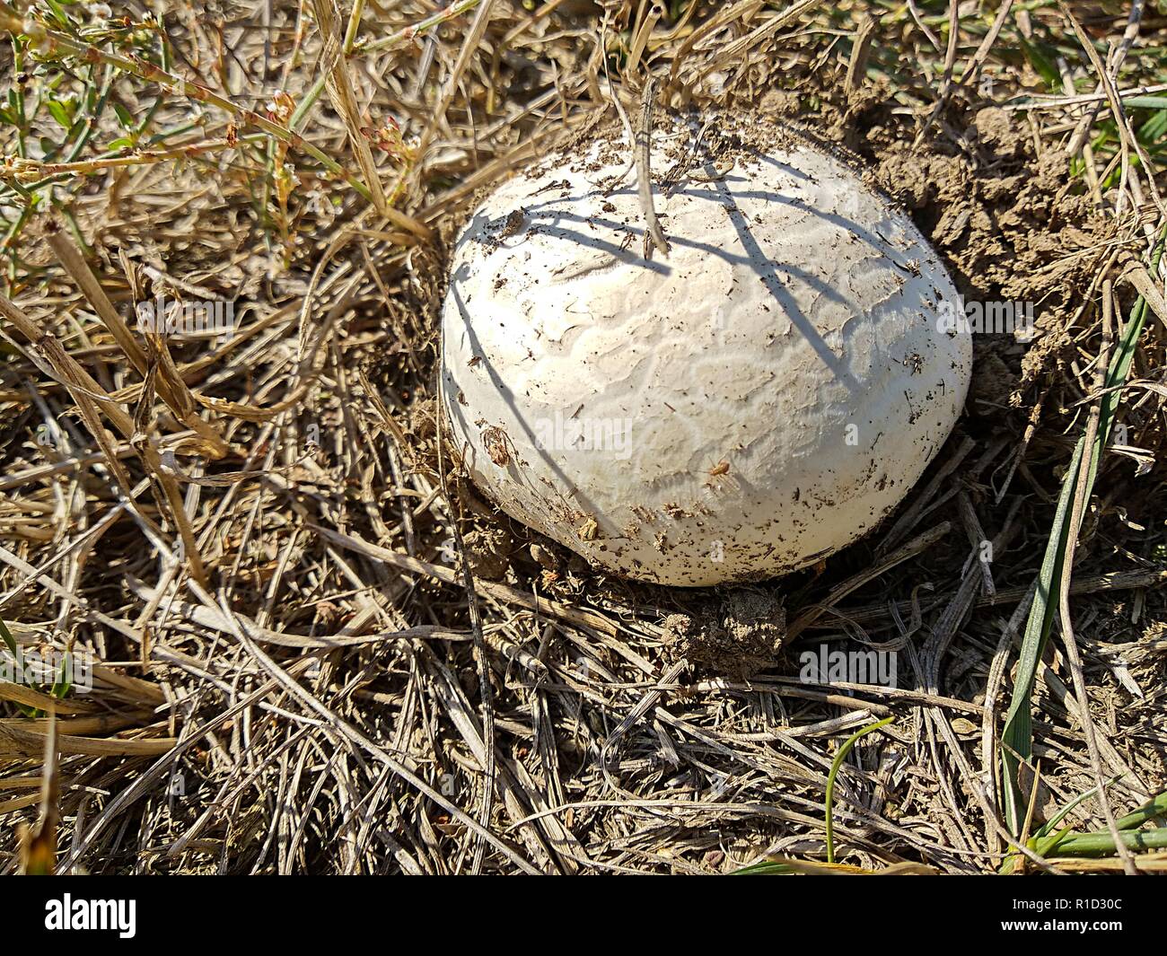 Champignon danger hi-res stock photography and images - Alamy