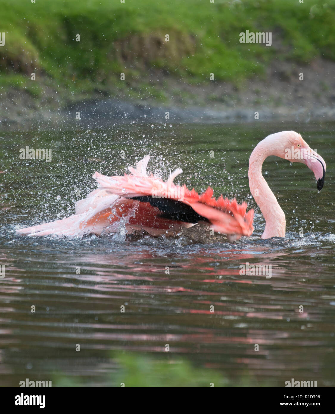 Rufford lake hi-res stock photography and images - Alamy