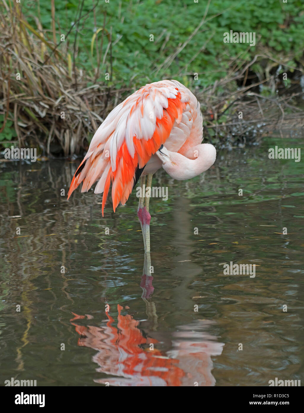 Rufford lake hi-res stock photography and images - Alamy