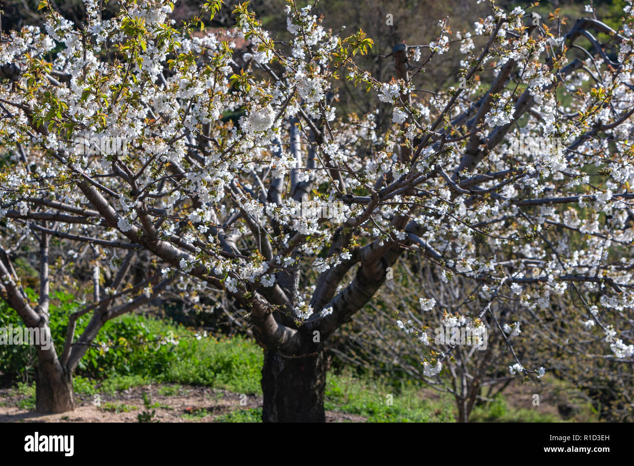 Valle del Jerte, cherry trees in bloom, Caceres Province, Extremadura ...