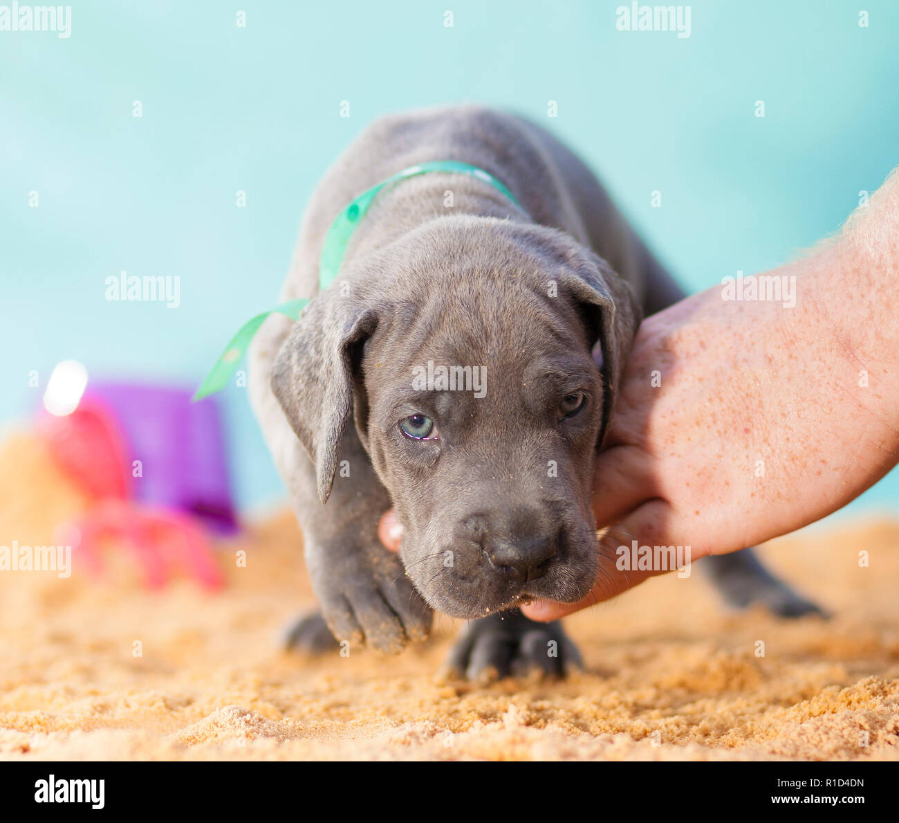Great Dane puppy purebred trying to run away on the sand Stock Photo ...