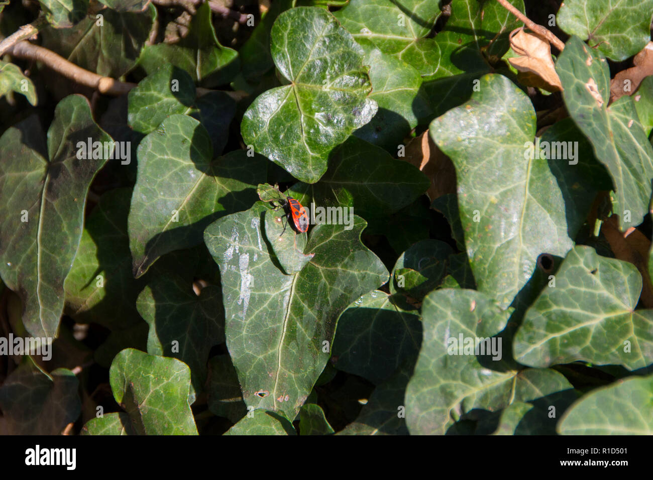 Red bug or Pyrrhocoridae is a family of insects with more than 300 ...