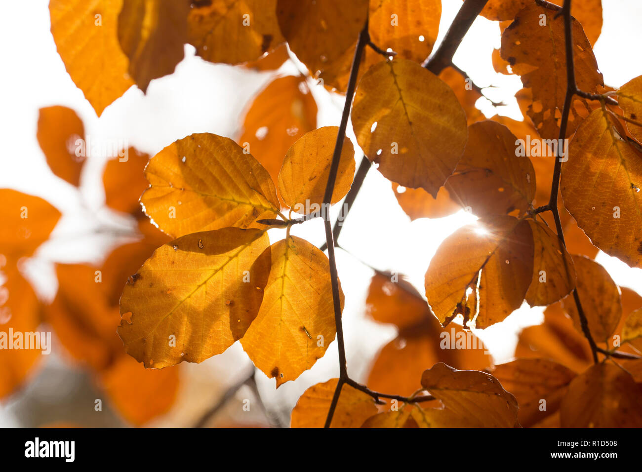 November Leaves Early November Foliage Is Brightest In Coastal New