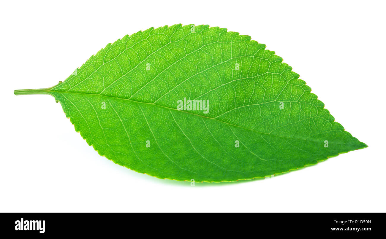 Cherry leaf isolated on white Stock Photo - Alamy