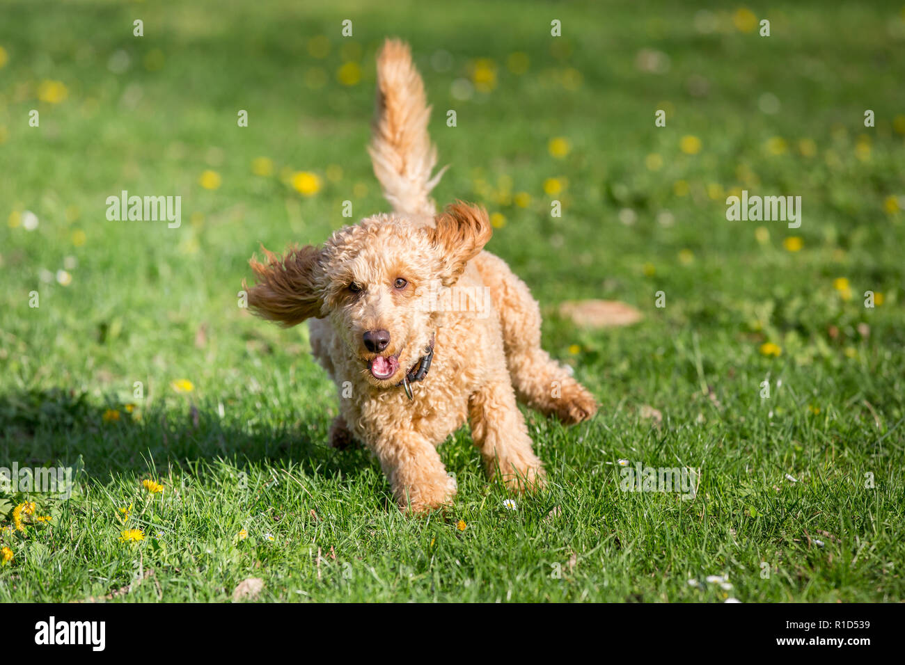Apricot poodle hi-res stock photography and images - Alamy