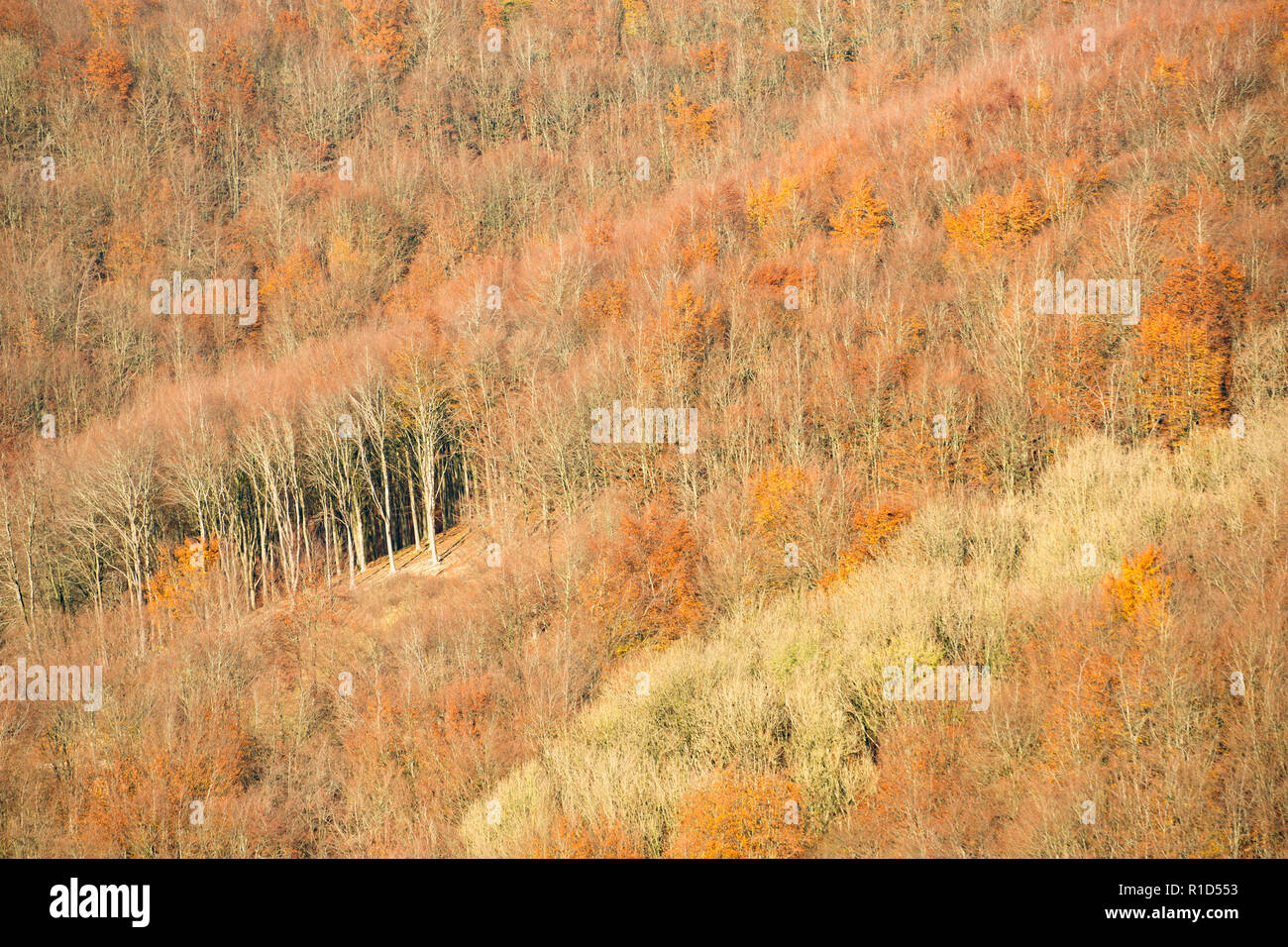 Colours of Autumn in November show in this wood largely consisting of ...