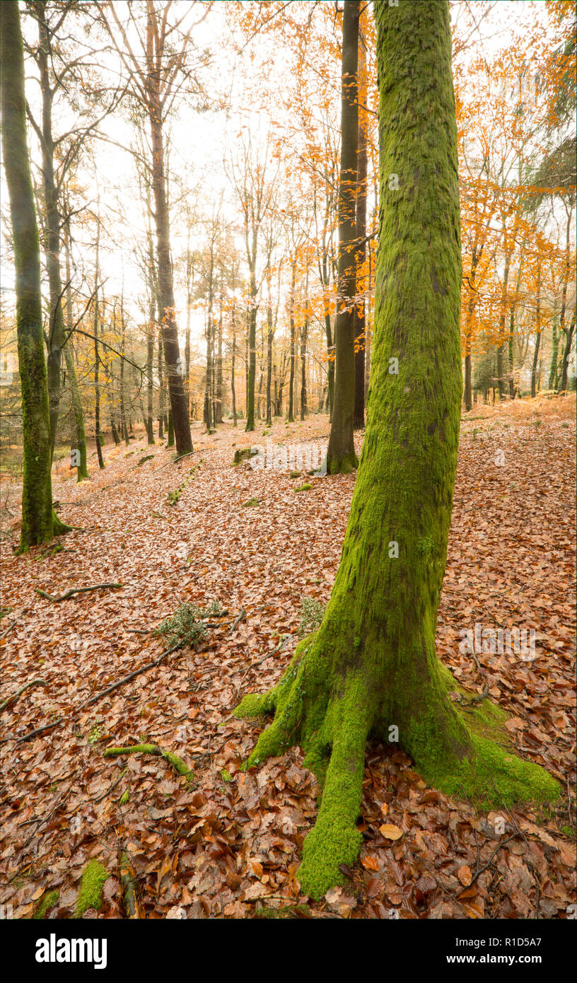 Deciduous forest floor hi-res stock photography and images - Alamy