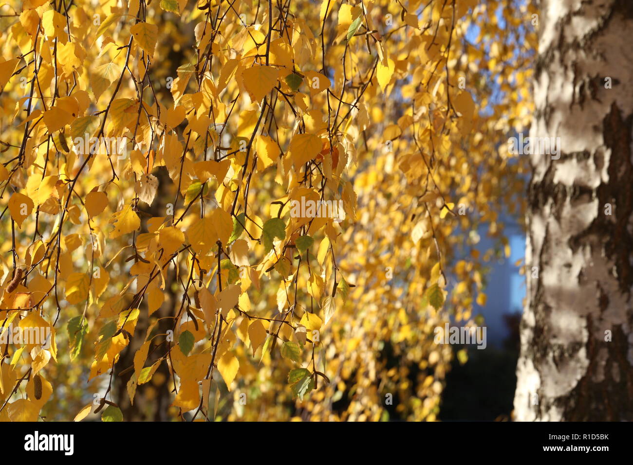 Bright autumn foliage. Bright autumn foliage on trees Stock Photo - Alamy