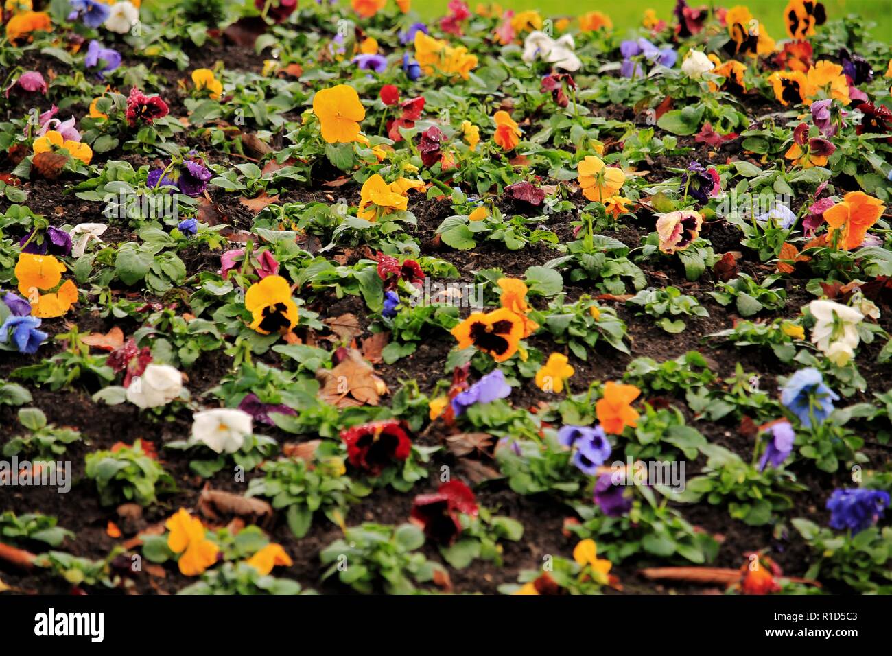 Mixed pansy colours hi-res stock photography and images - Alamy