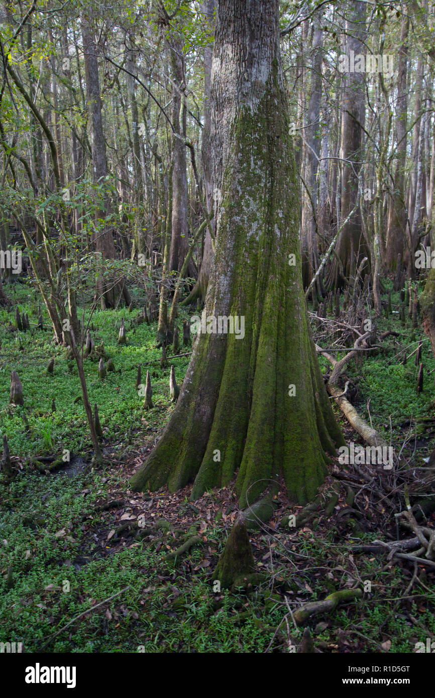 Cypress tree trunk hi-res stock photography and images - Alamy