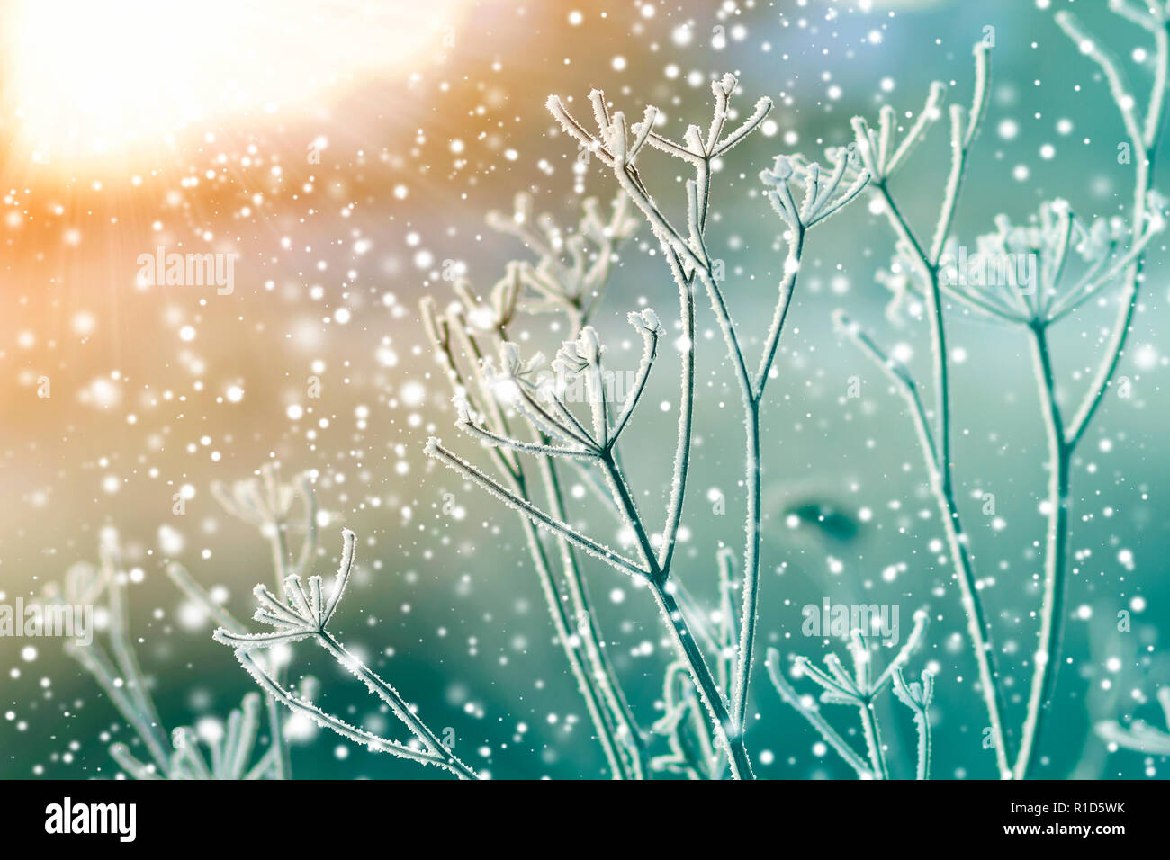 An early frost covered garden plants this morning hi-res stock ...