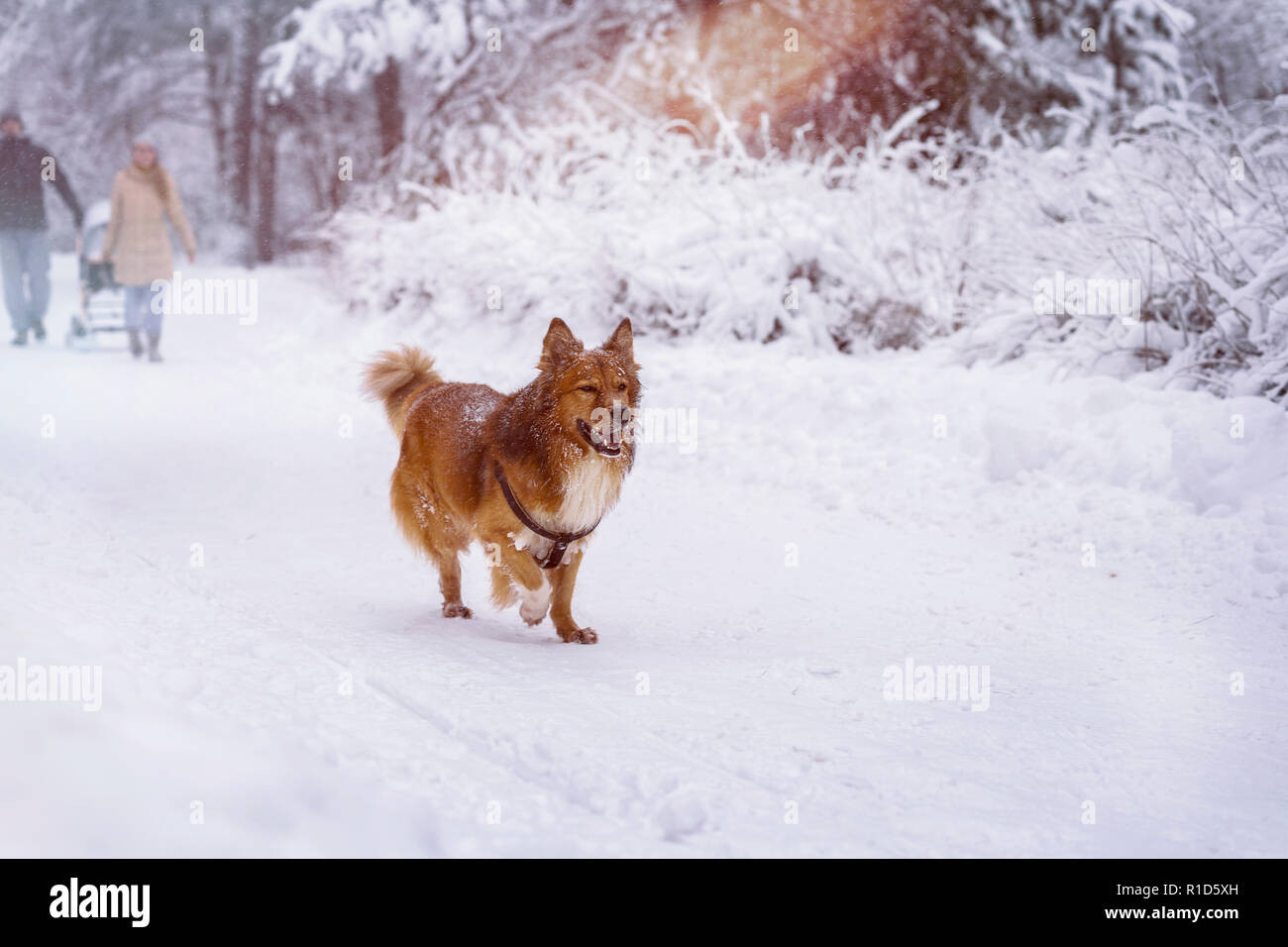 Man walking his dog in the woods in snow hi-res stock photography and ...