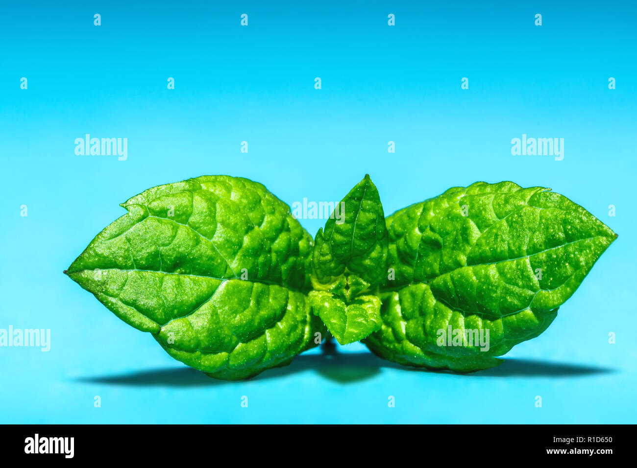 Mint leaves macro texture close-up on blue background Stock Photo - Alamy