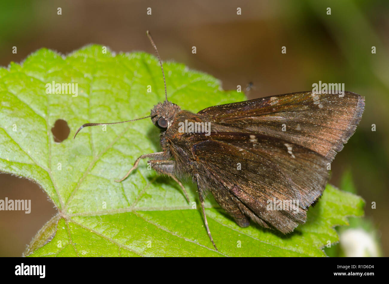 Northern Cloudywing, Cecropterus pylades, male Stock Photo - Alamy