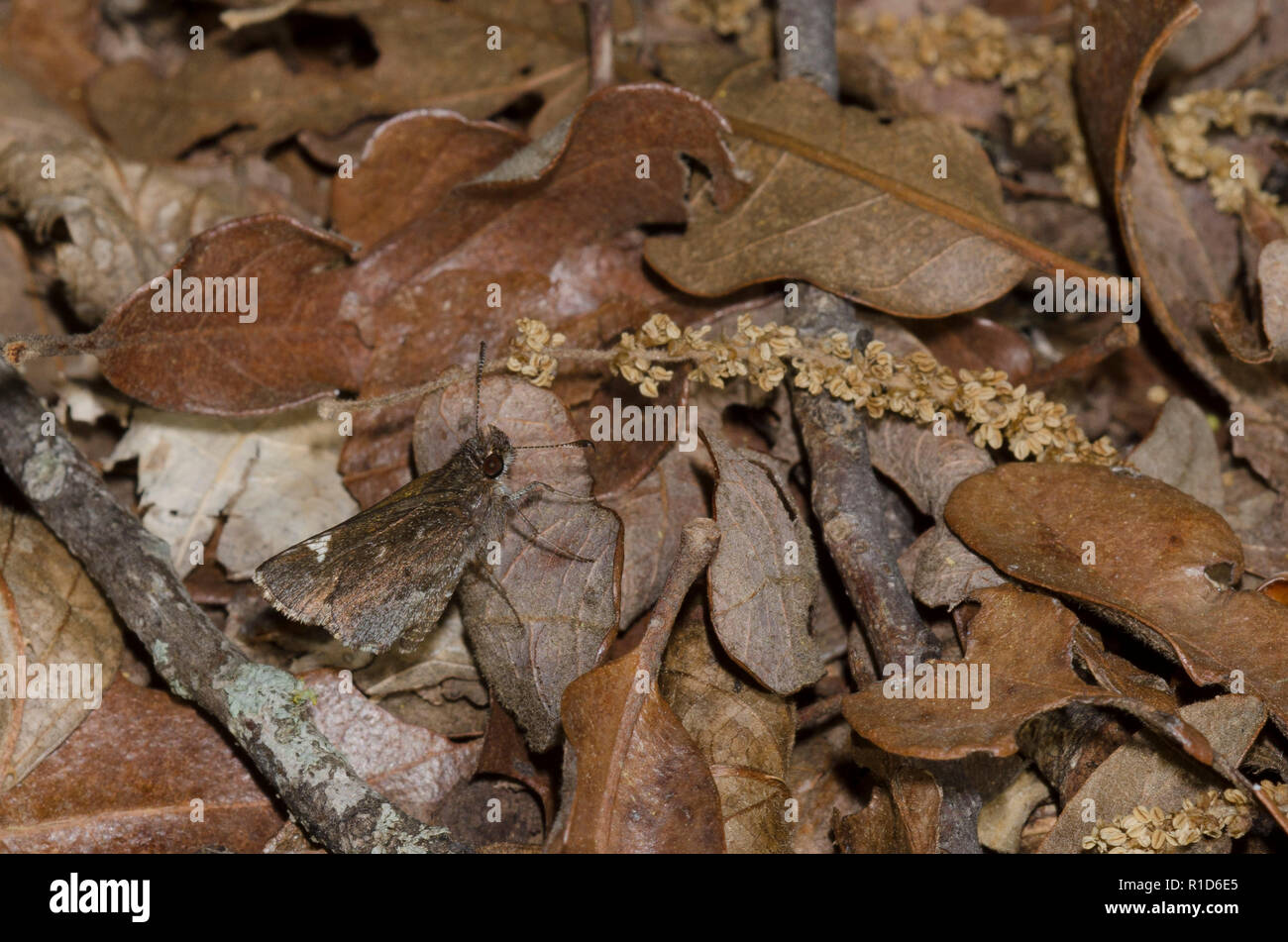 Common Roadside-Skipper, Amblyscirtes vialis, camouflaged on the forest ...
