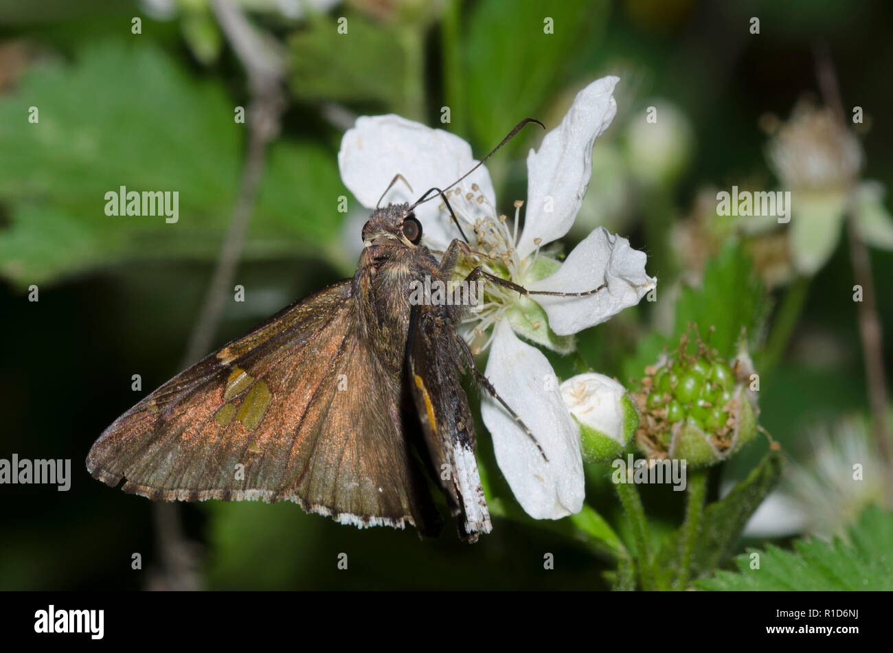 Hoary Edge, Cecropterus lyciades, on blackberry, Rubus sp., blossom ...