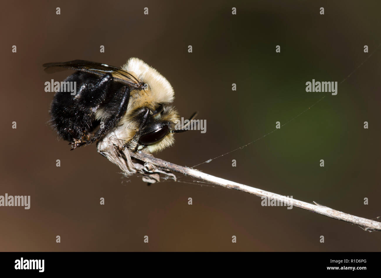 Digger Bee, Anthophora abrupta, sleeping while attached to branch with ...