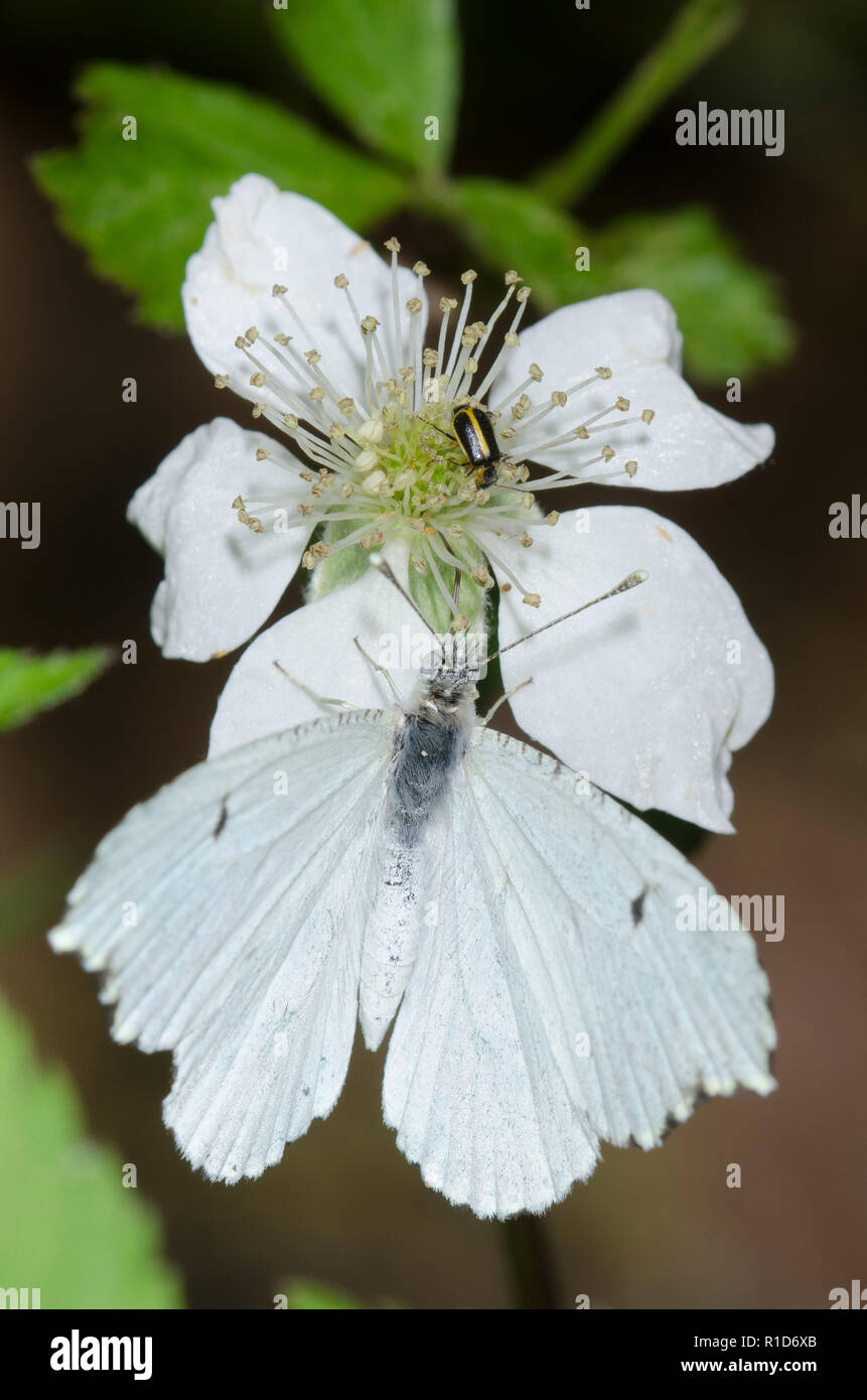 Falcate Orangetip, Anthocharis midea, female on blackberry, Rubus sp ...