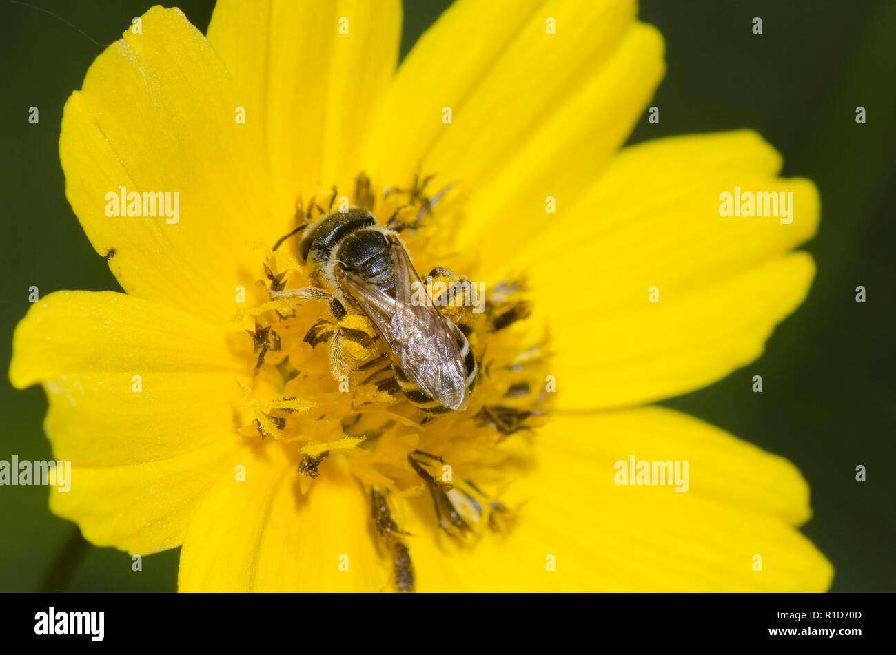Tickseed Coreopsis Sp High Resolution Stock Photography and Images - Alamy