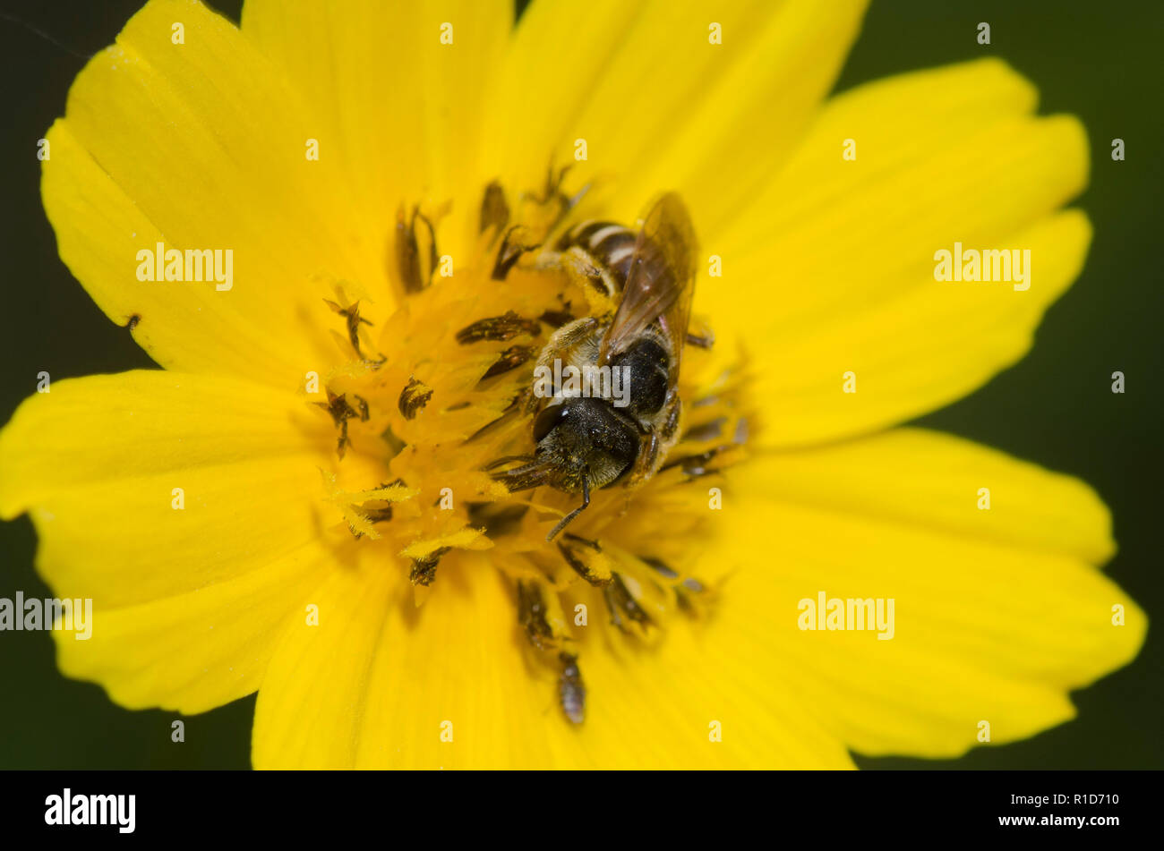 Tickseed Coreopsis Sp High Resolution Stock Photography and Images - Alamy