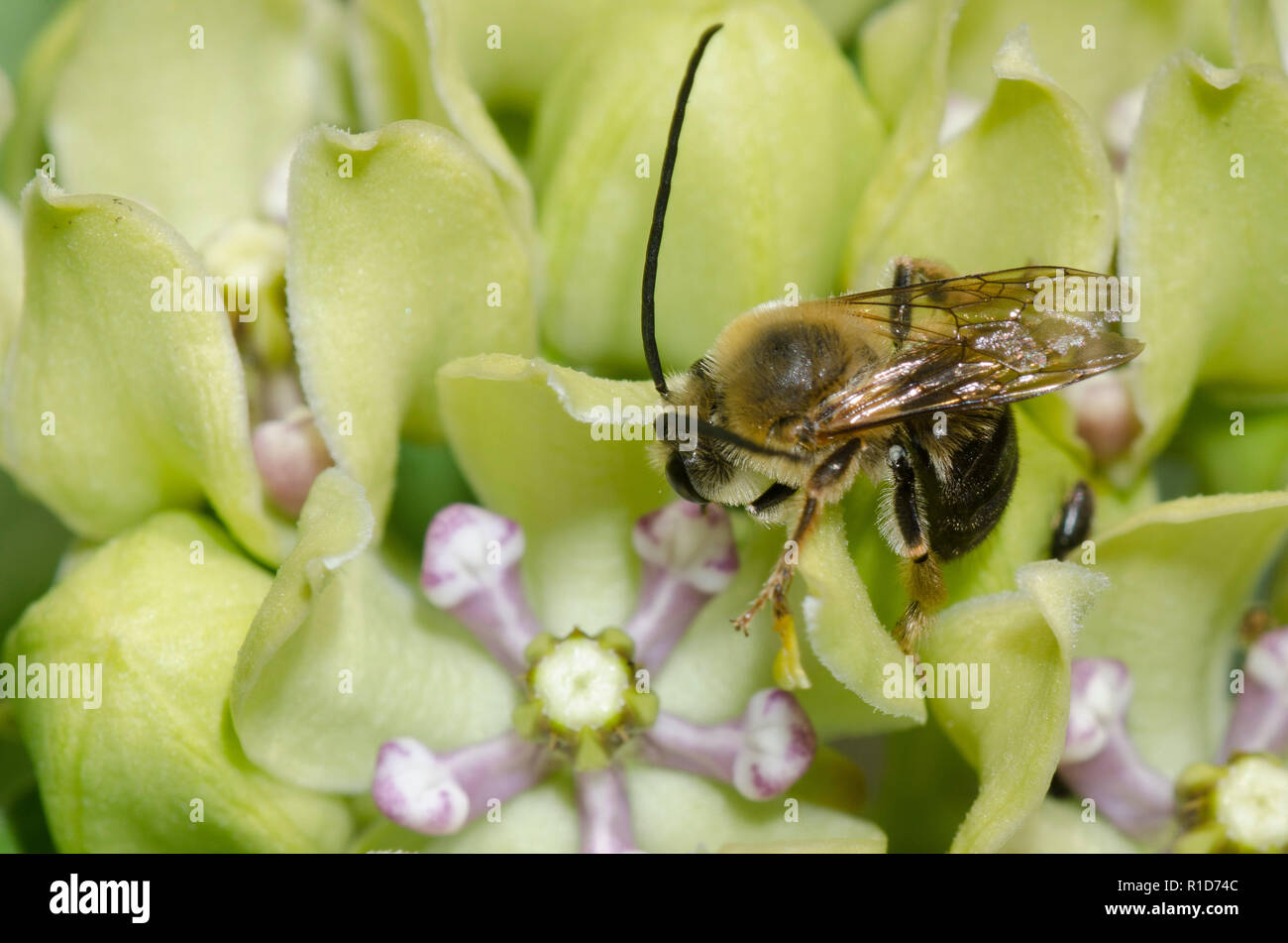 Long-horned Bee, Eucera sp., on green milkweed, Asclepias viridis Stock ...