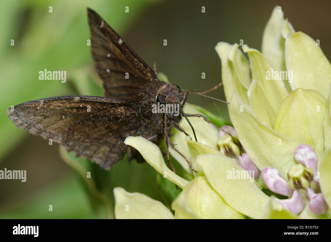 Northern Cloudywing, Cecropterus pylades, male on green milkweed ...