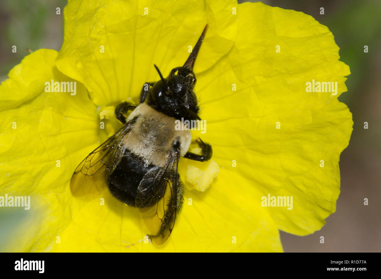 Calylophus serrulatus hi-res stock photography and images - Alamy