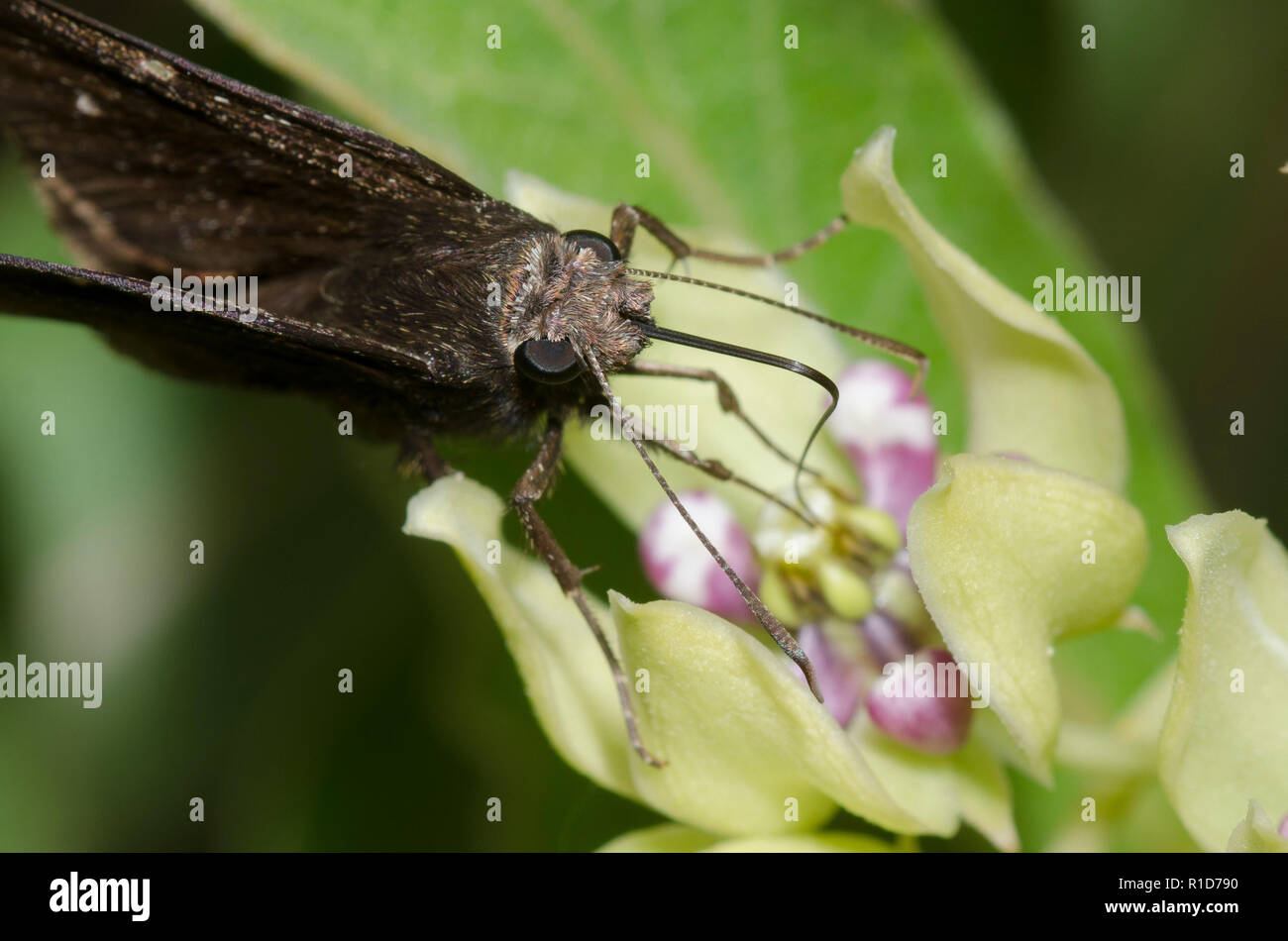 Northern Cloudywing, Cecropterus pylades, male on green milkweed ...
