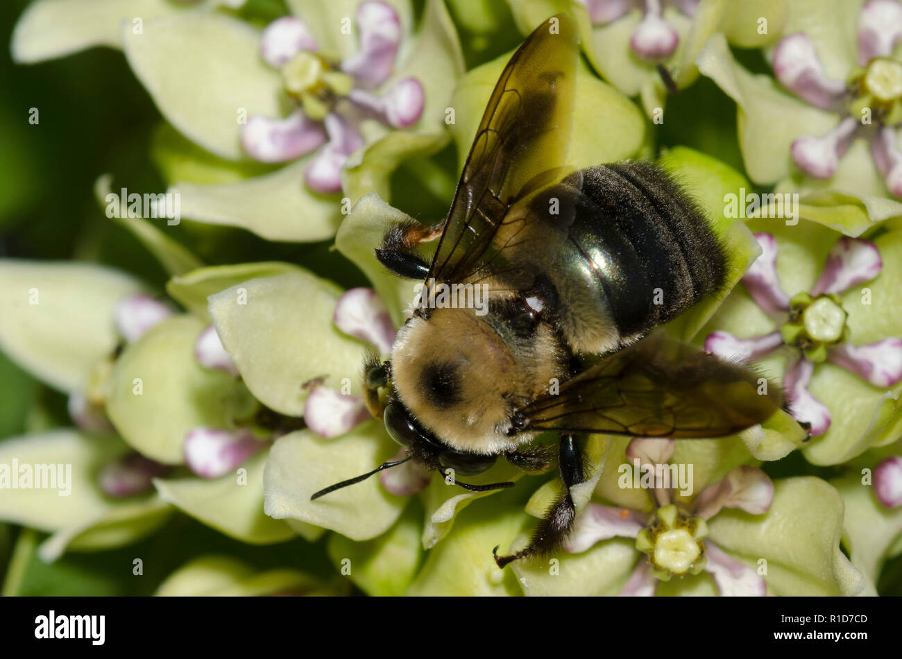 Eastern carpenter bee on flower hi-res stock photography and images - Alamy
