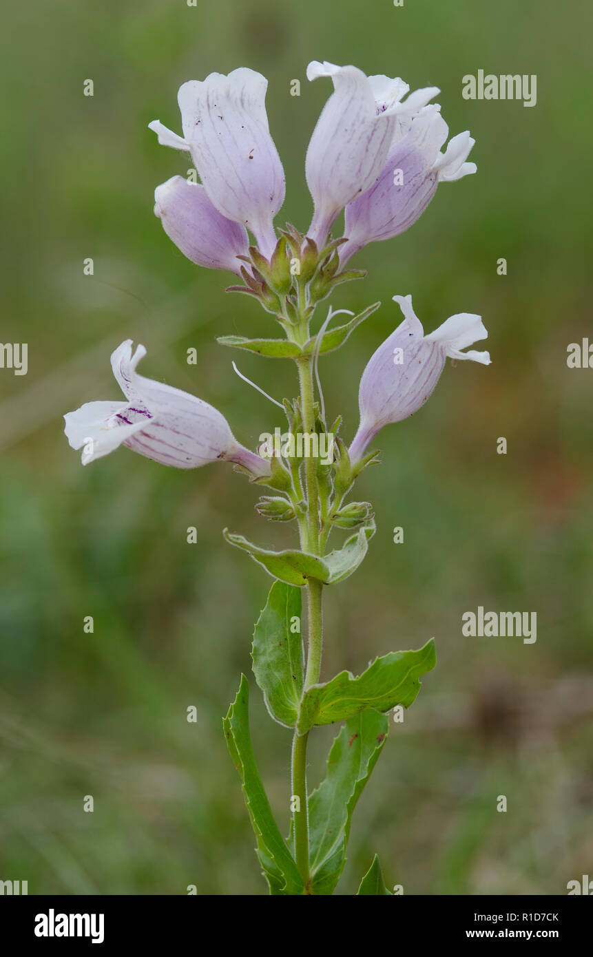 Foxglove beardtongue hi-res stock photography and images - Alamy