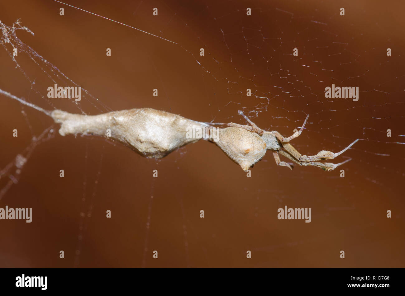 Uloboridae spider hi-res stock photography and images - Alamy