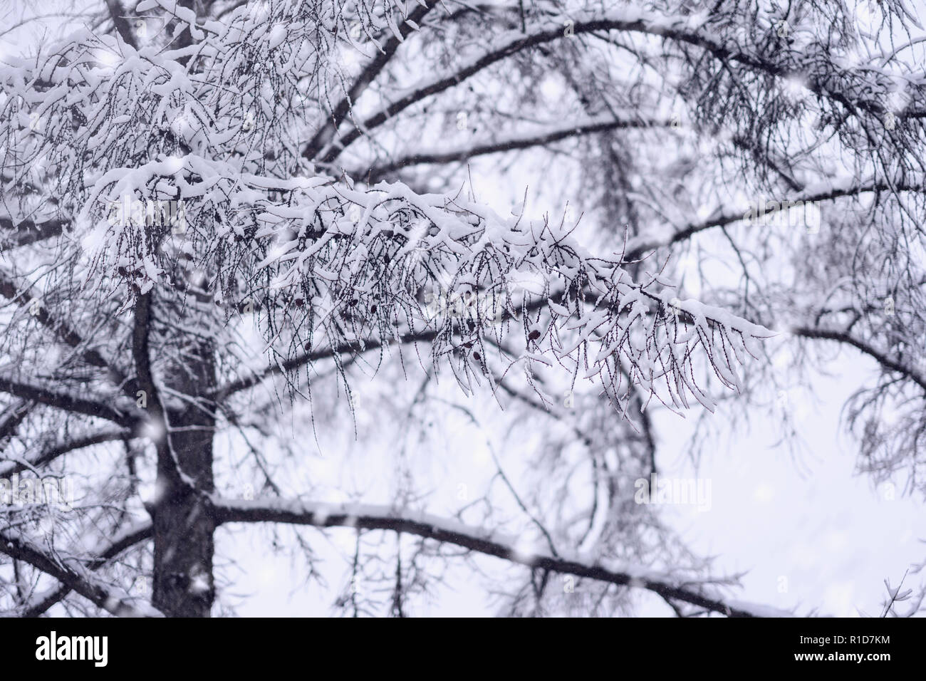 Covered snow tree branches in winter. Natural background with texture ...