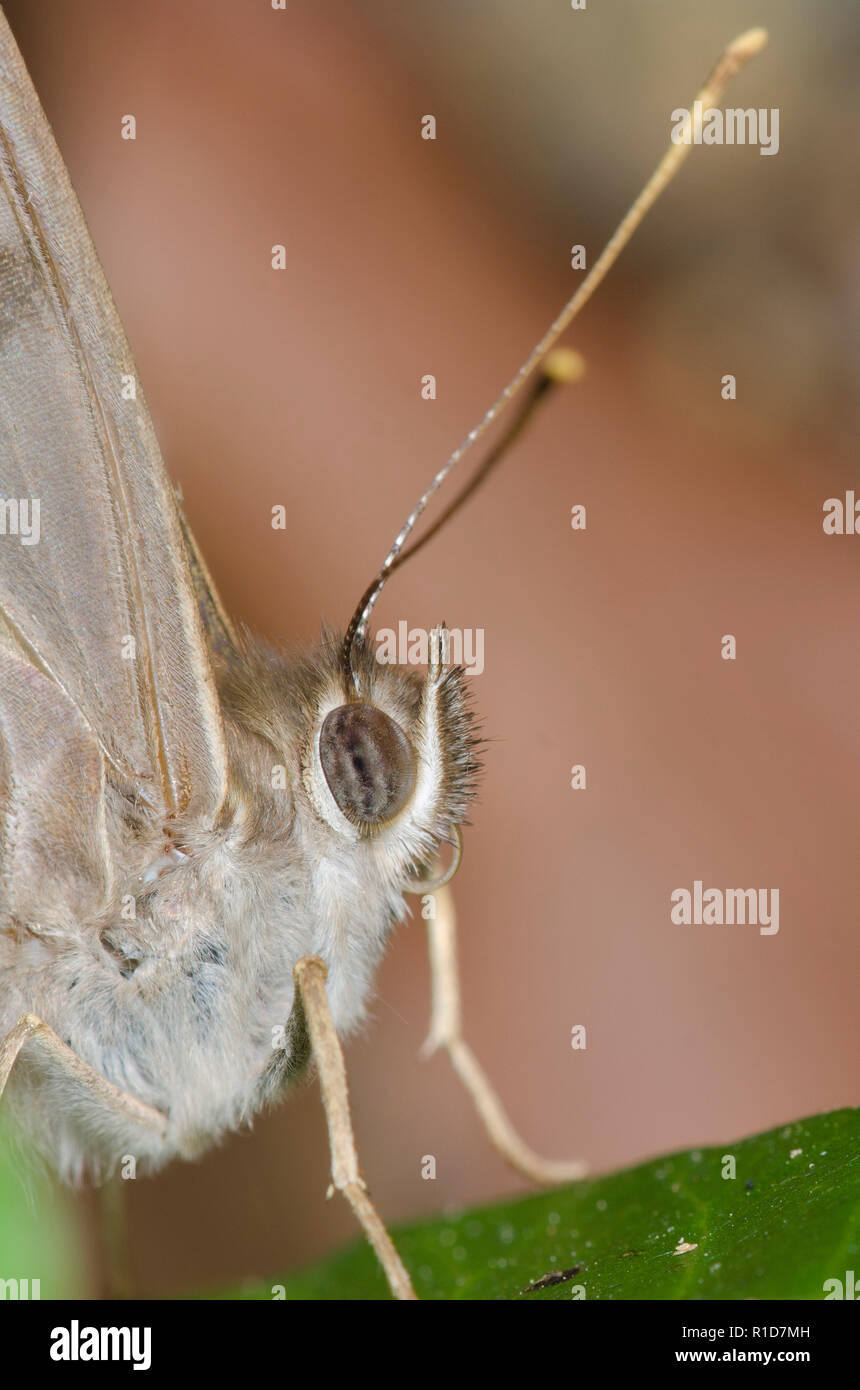 Creole Pearly-eye, Lethe creola Stock Photo - Alamy
