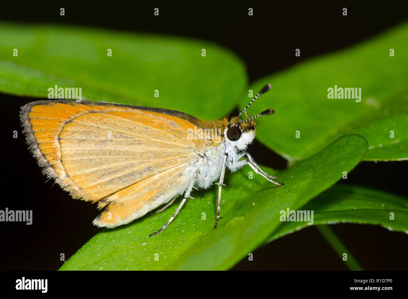 Numitor hi-res stock photography and images - Alamy