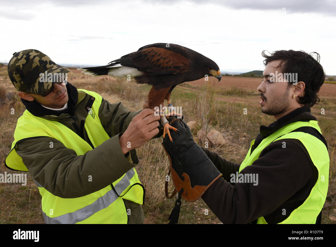 Two hunters seen with a Harris's hawk next to the village of ...