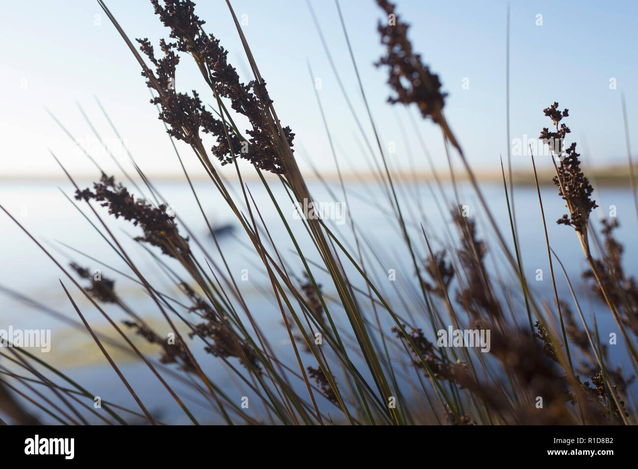 Silhouette of reeds in front of a lovely beach scene at sunset or ...