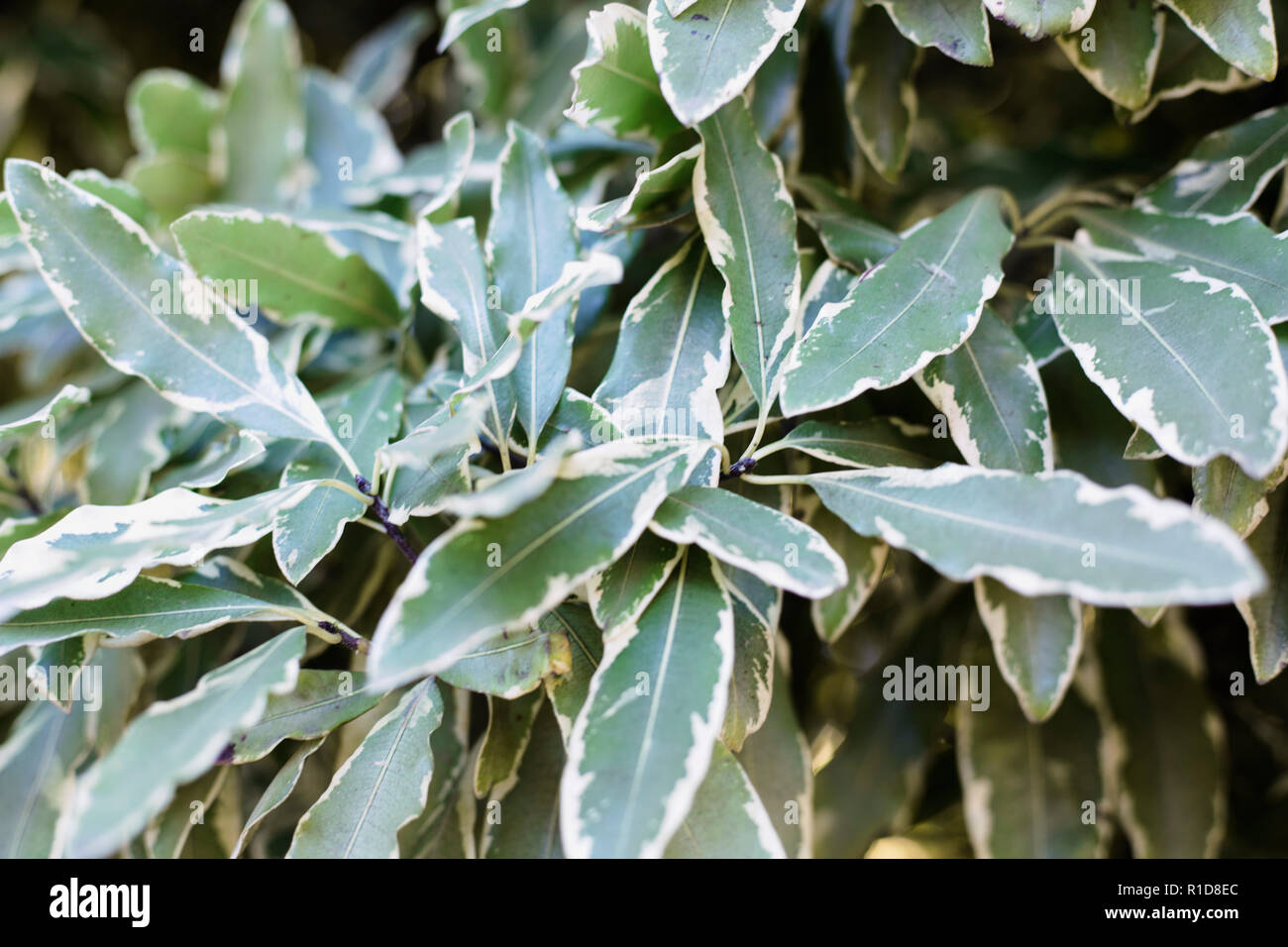 Closeup trees hi-res stock photography and images - Alamy