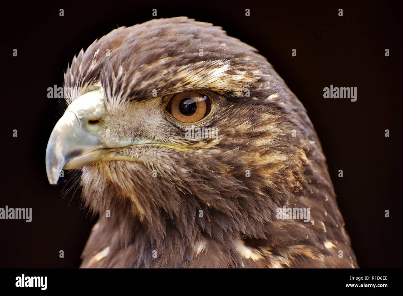 A Golden Eagle (Aquila chrysaetos), a bird of prey from North America ...