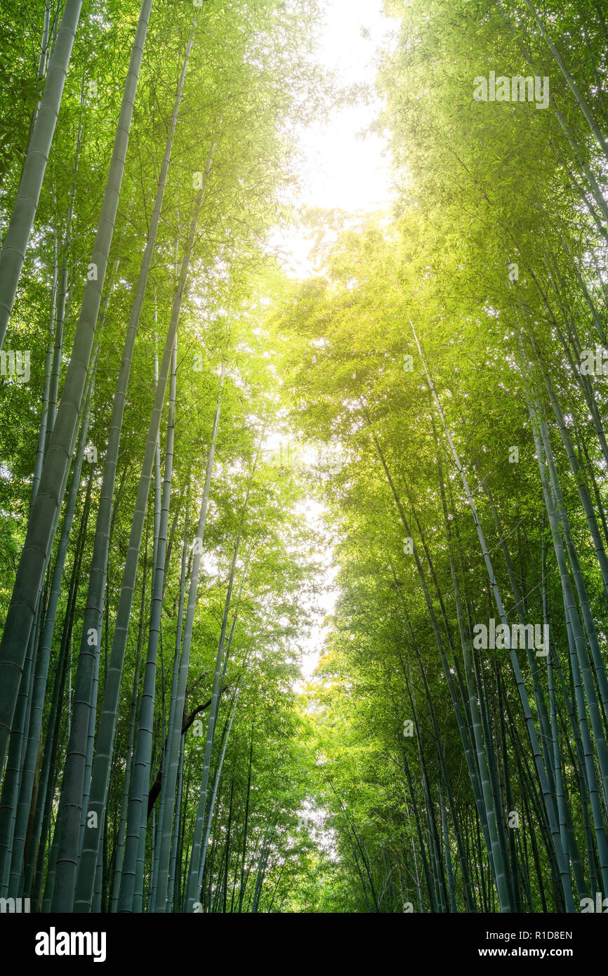 Bamboo forest with sun flare at Arashiyama, Japan Stock Photo - Alamy