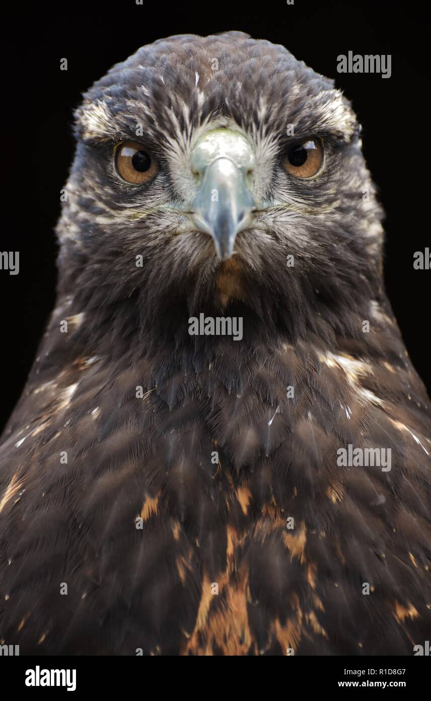 A Golden Eagle (Aquila chrysaetos), a bird of prey from North America ...